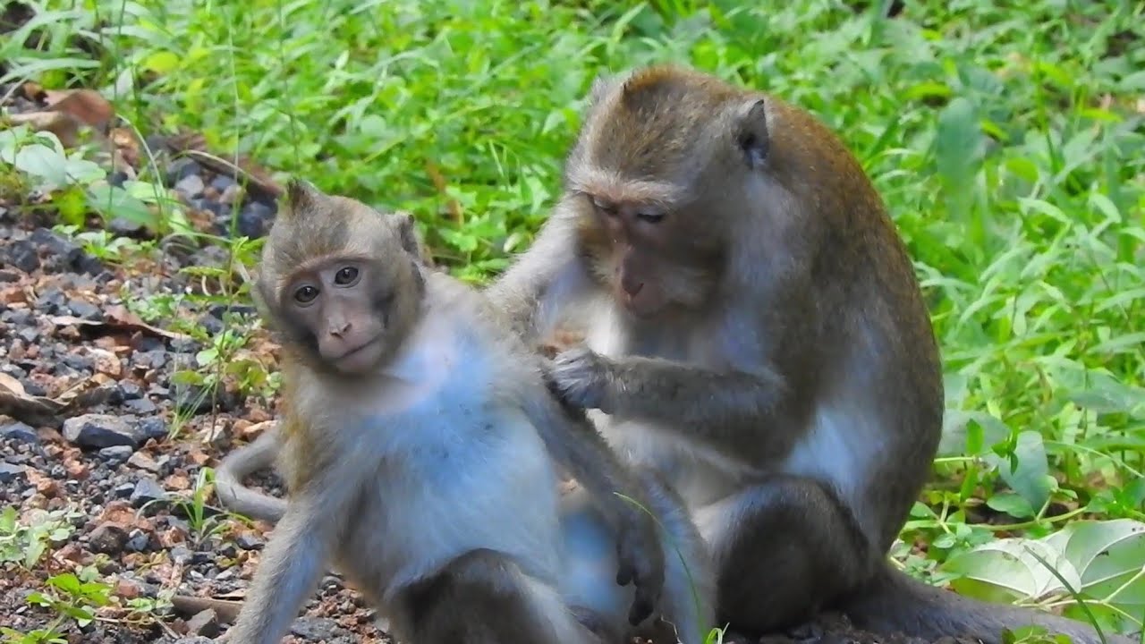 Mariya crippled monkey looking lice for her little monkey. - YouTube