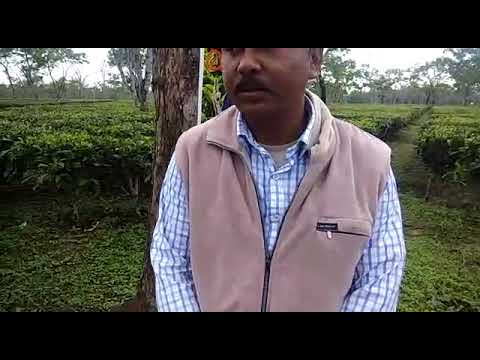 Helopeltis theivora and Looper Control in Tea by Encounter in हिन्दी 6 ...