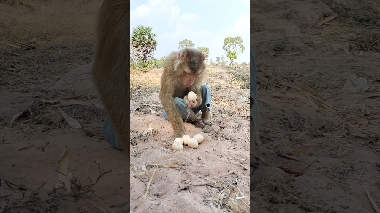 Great SokYaa,OG, ToTo Animals Are So Awesome #shorts - YouTube