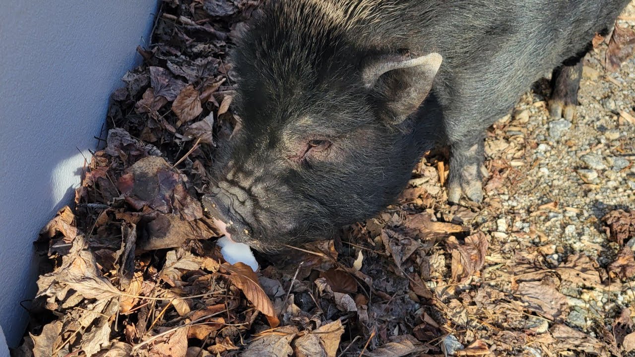 THE LOST PIG WILD BOAR ..DANGEROUS 🐗?? - YouTube