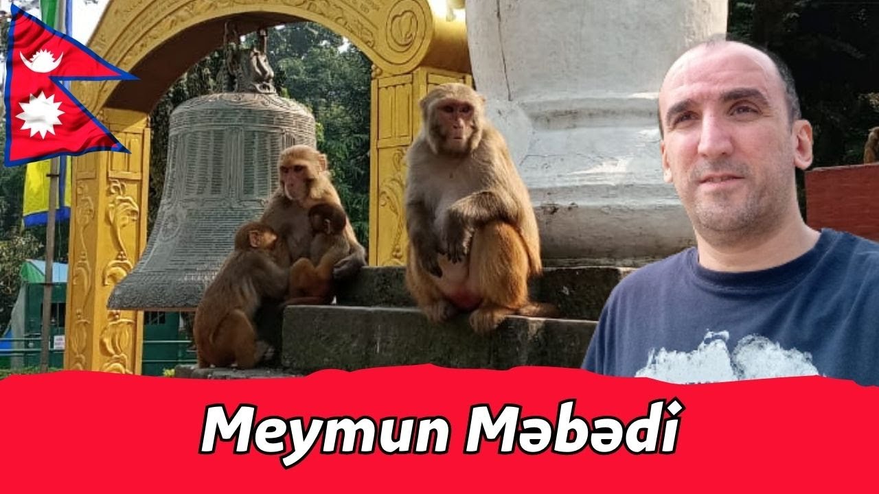 Nepalda Meymun Məbədinə getdim - YouTube