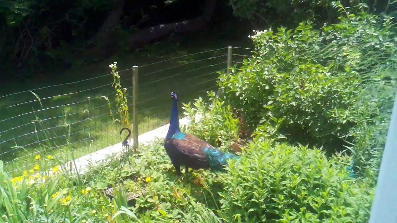 Peacock flying - YouTube