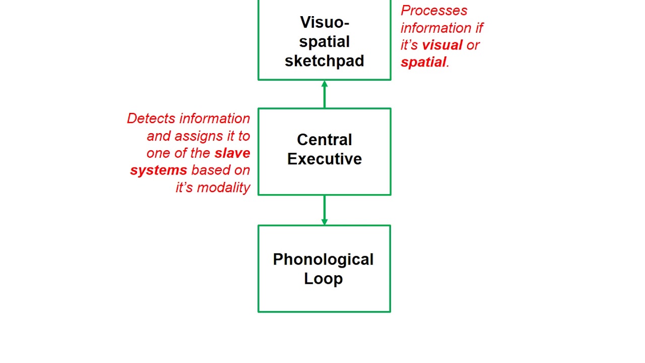 6 Working Memory Model - YouTube