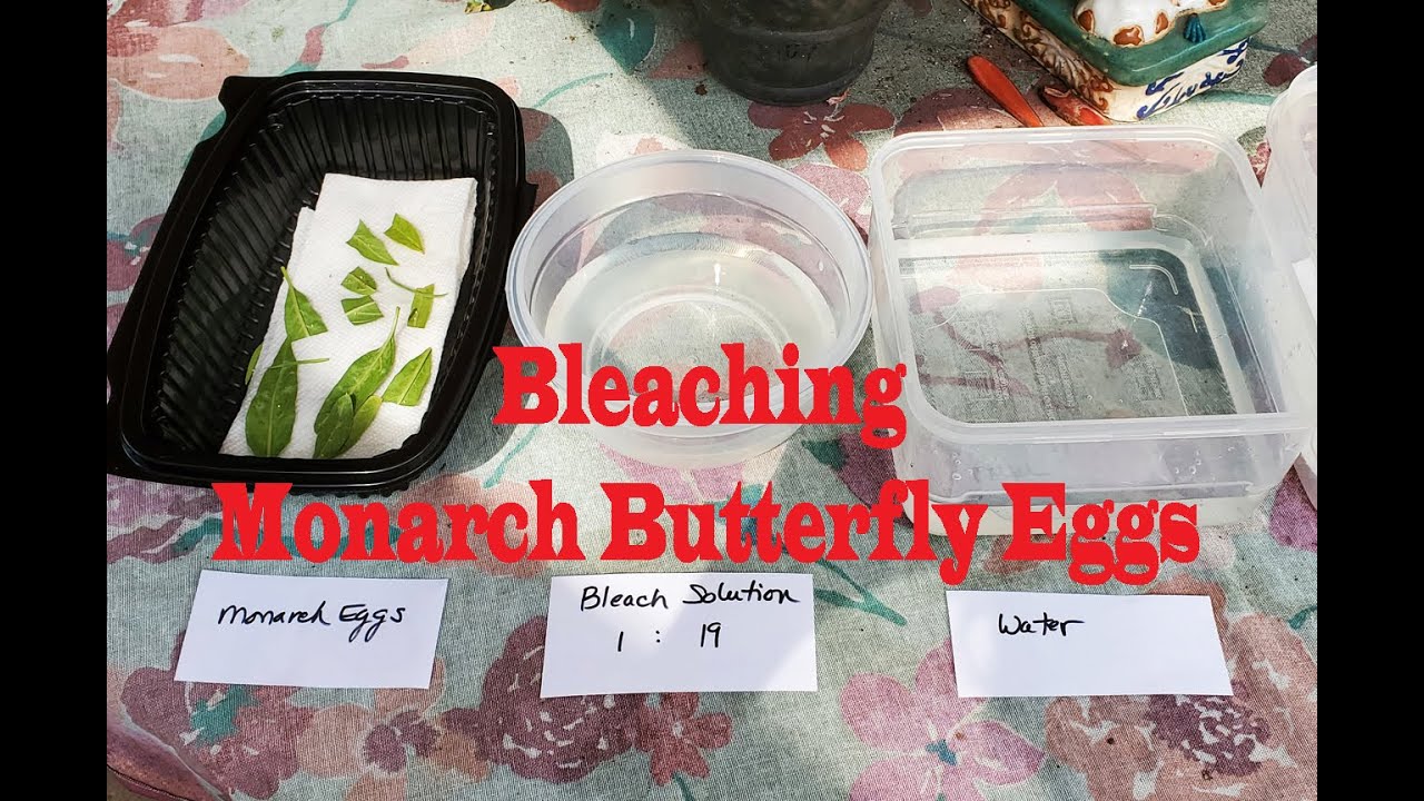 Bleaching Monarch Butterfly Eggs in Orange, Calif, Oct. 5, 2020 - YouTube