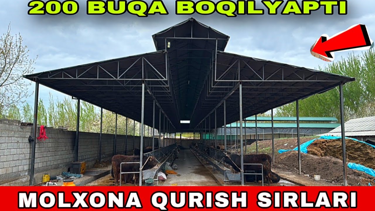 MOLXONA QUTISH SIRLARI 200 BUQALAR UCHUN - YouTube