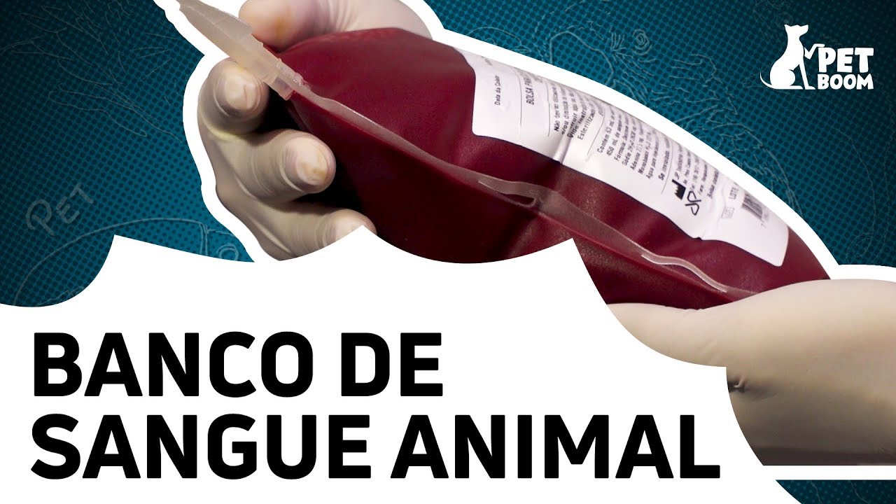 PETBOOM - BANCO DE SANGUE ANIMAL - PARTE 1 - YouTube