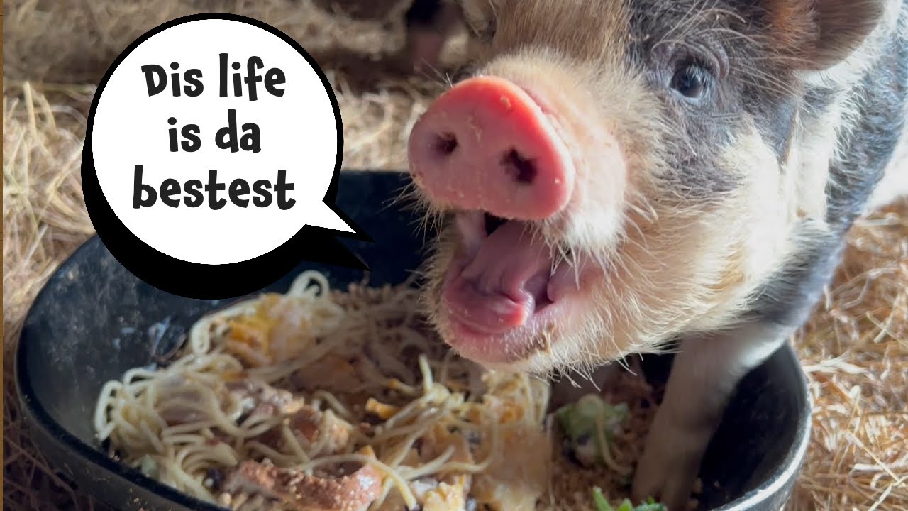 🐷 Happy Piglets Living Their Best Life! 🌟 - YouTube