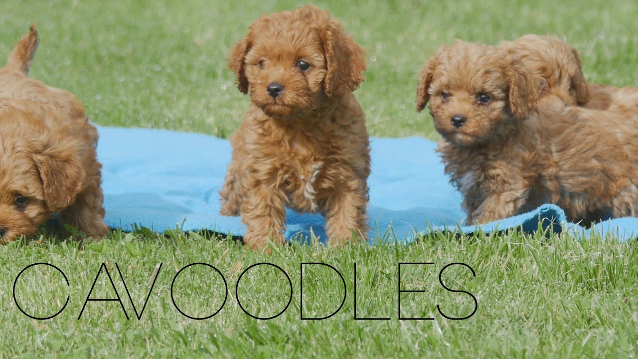 Red Toy Cavoodles on the lawn 2015 - YouTube