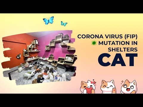 Corona Virus Understanding Feline Infectious Peritonitis (FIP)Mutation ...