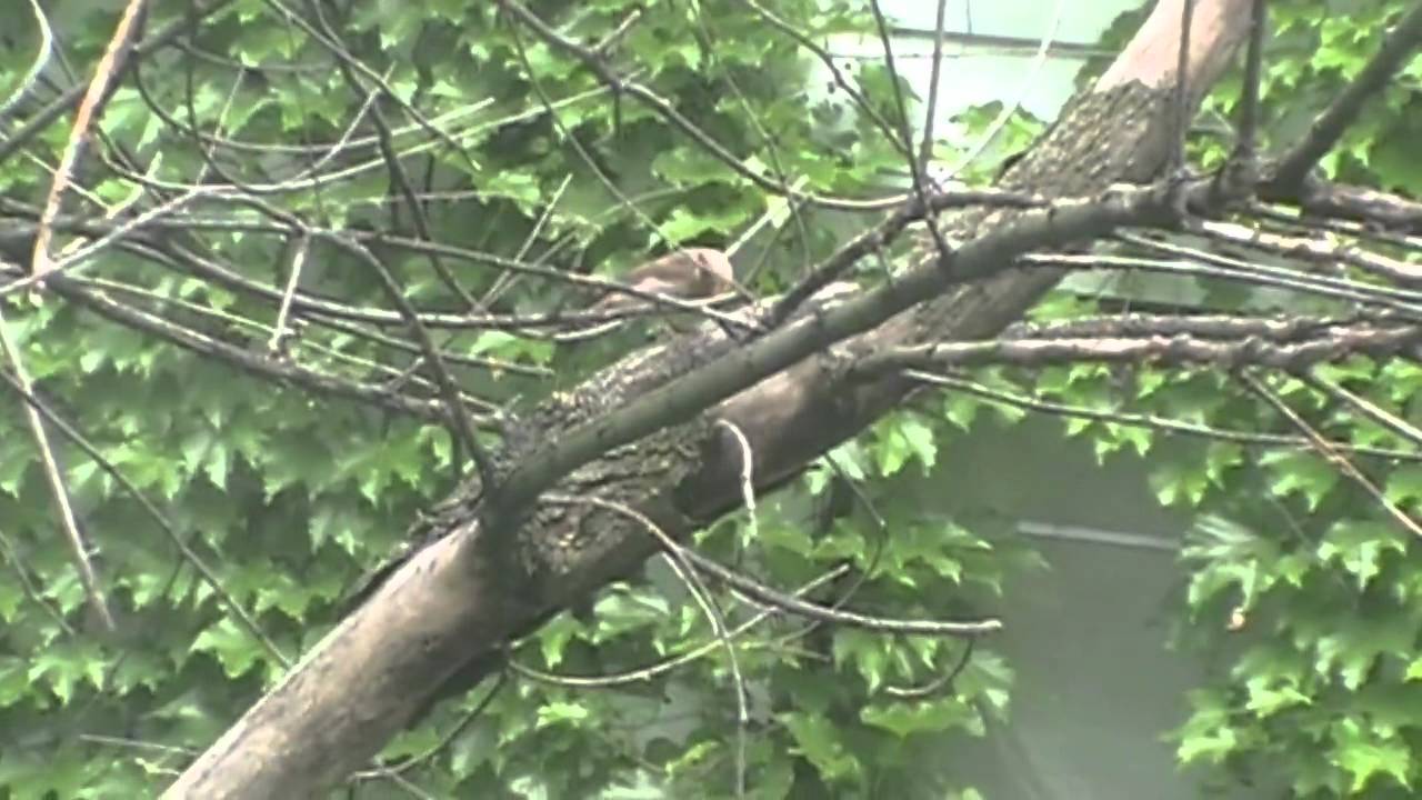 Female Cardinal in Elyria, Ohio - YouTube