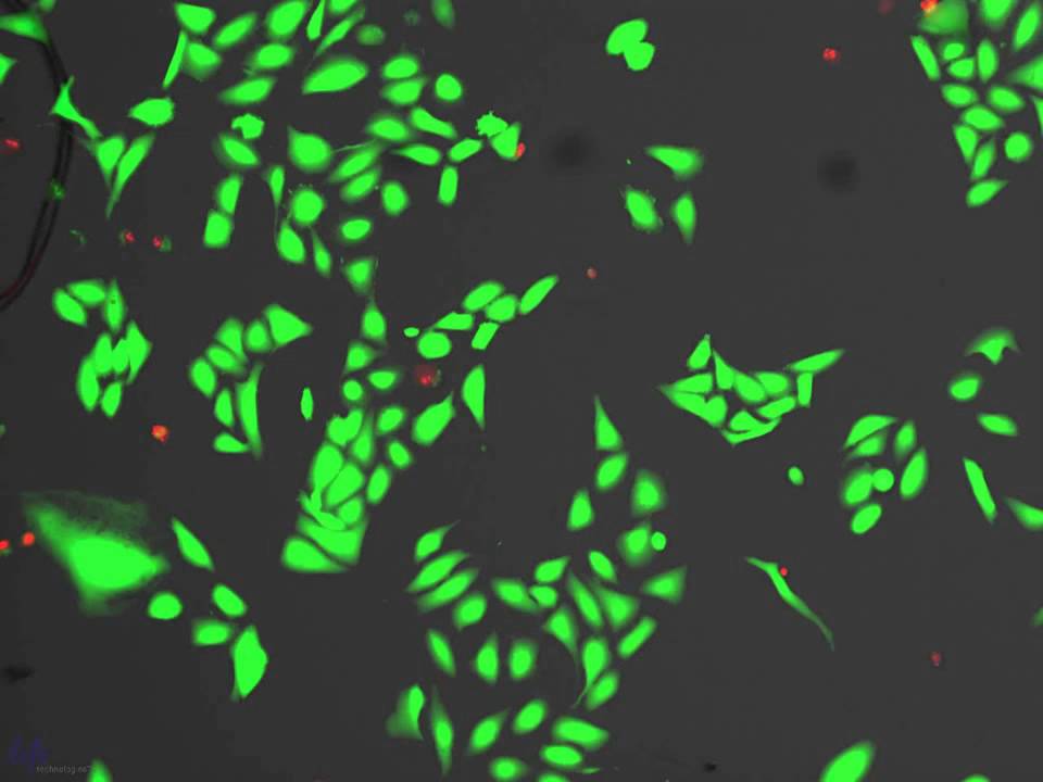 LIVE DEAD Cell Imaging kit on the EVOS Auto Imaging System - YouTube