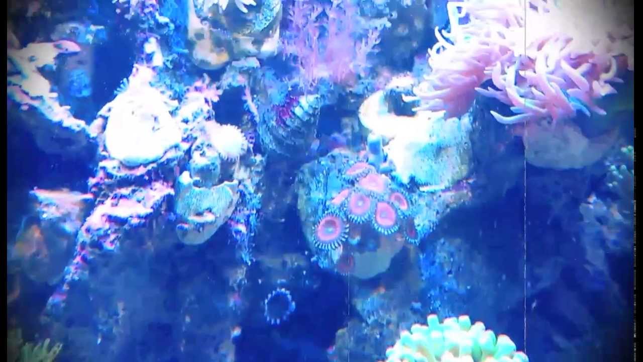 29 gallon biocube with leds and refugium - YouTube