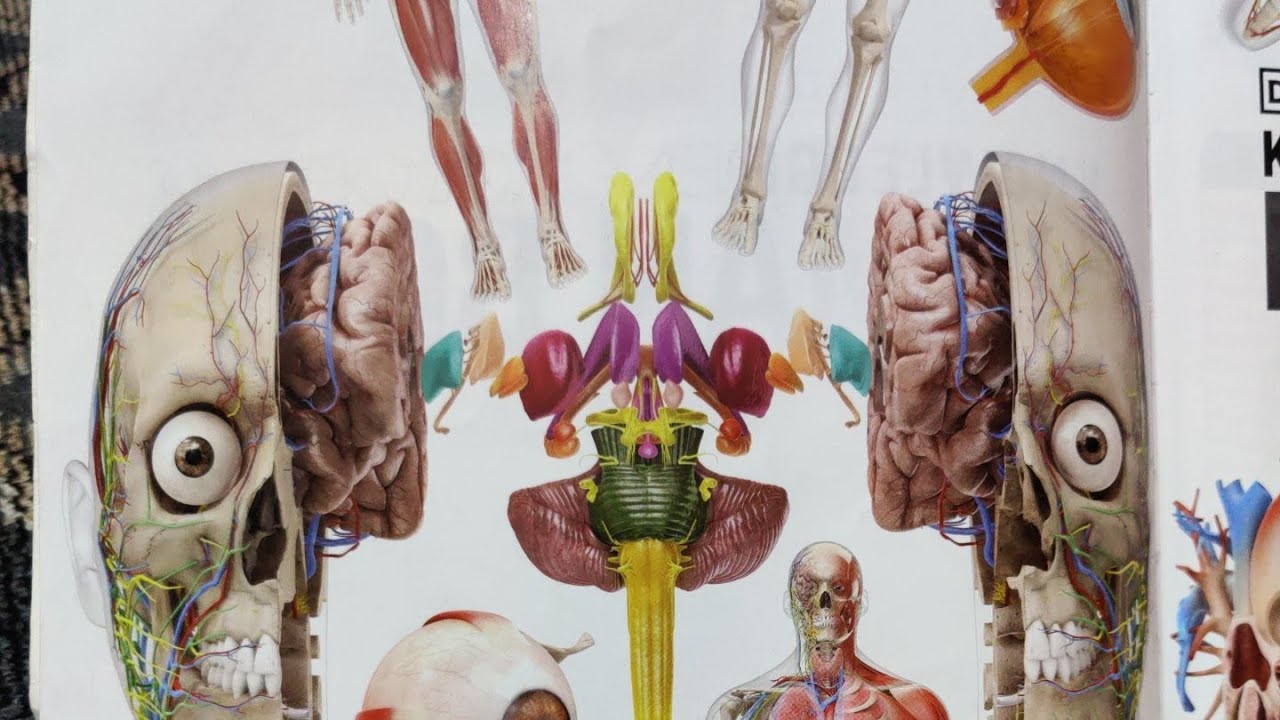 Knowledge of the Human Body | Anatomy of the Human body - YouTube