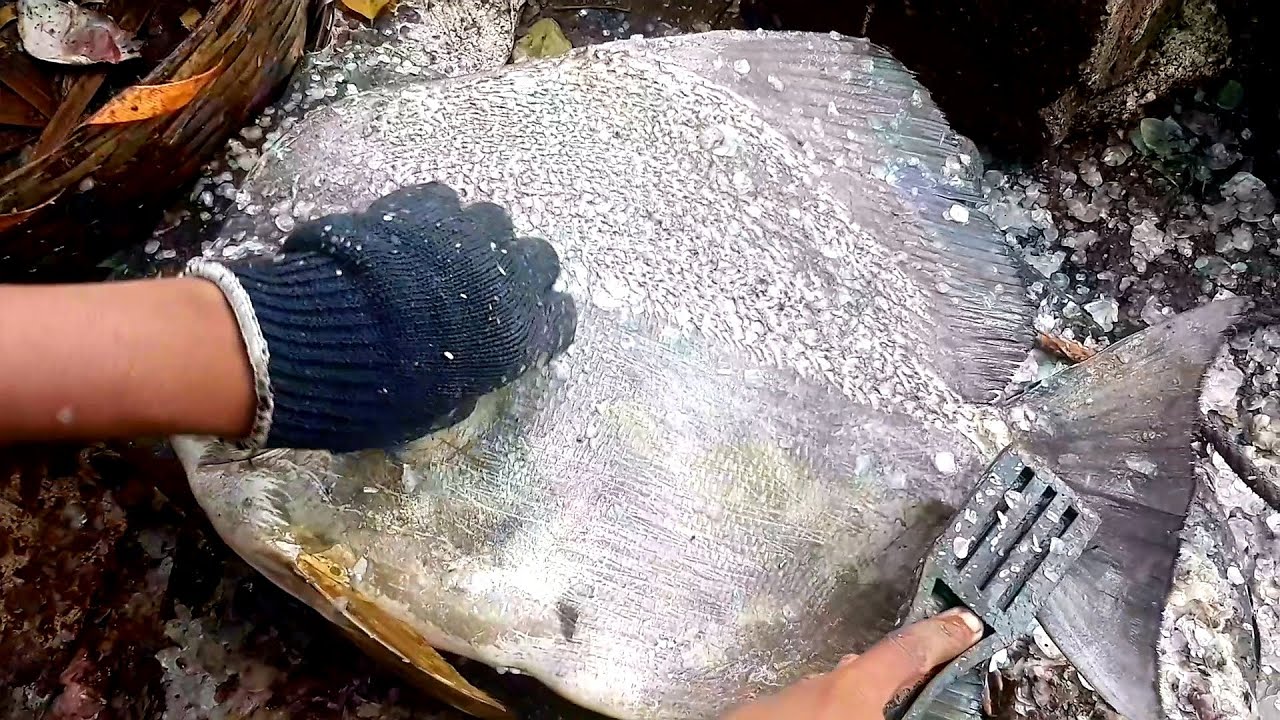 Pomfret And Seer Fish Cutting And Slicing In Kasimedu Fish Market - YouTube
