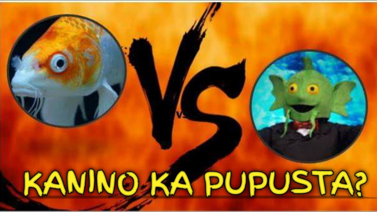 KOI VS. SHOKOI! KOI FACTS, ATBP! |168 KOI GARDEN LAS PIÑAS - YouTube