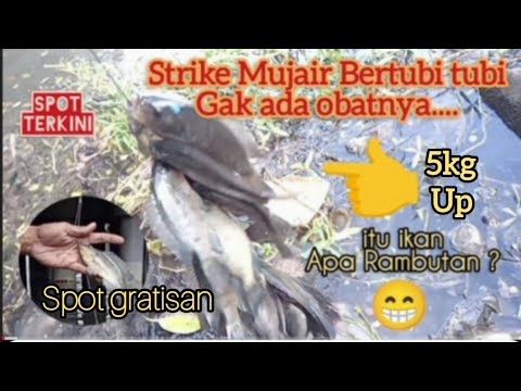 Doble strike di Spot gratisan ikannya kelaparan strike bertubi tubi ikan jaer gak ada obatnya ...