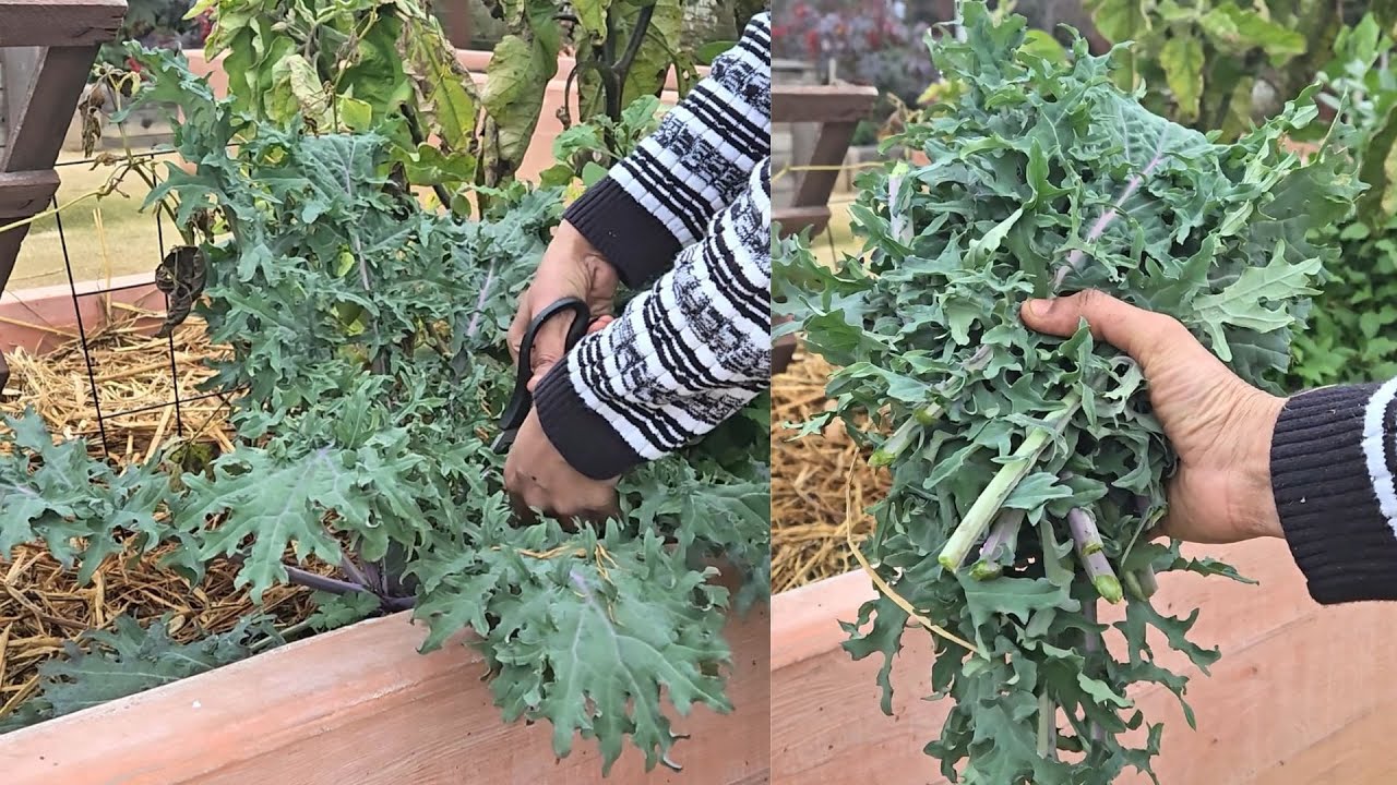 How To Grow Red Russian Kale | Raised Planter Gardening - YouTube