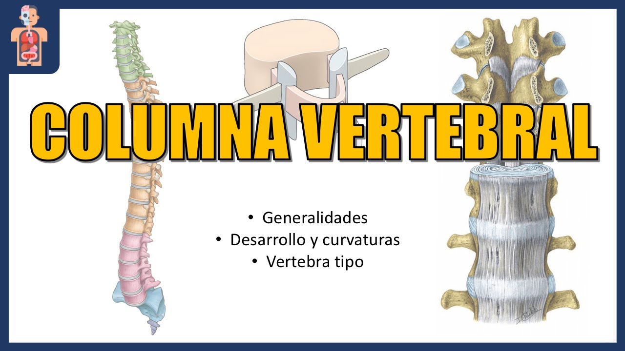 ANATOMÍA-COLUMNA VERTEBRAL 1/3 (GENERALIDADES, CURVATURAS Y VERTEBRA ...
