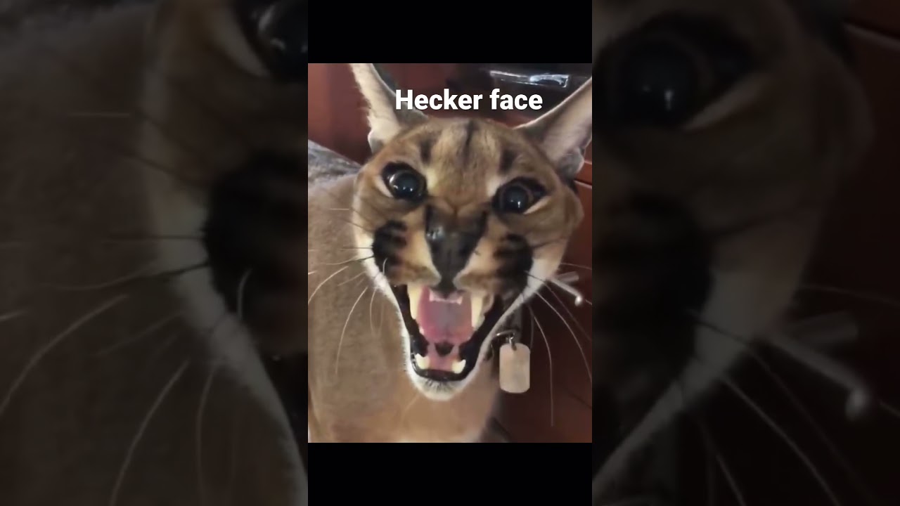 Hecker face reveal - YouTube