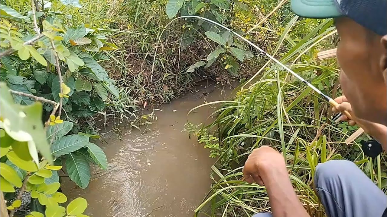 Rejeki sebelum hujan mancing derbang di selokan sawah ikan nya rakus banget mancing wader abang ...