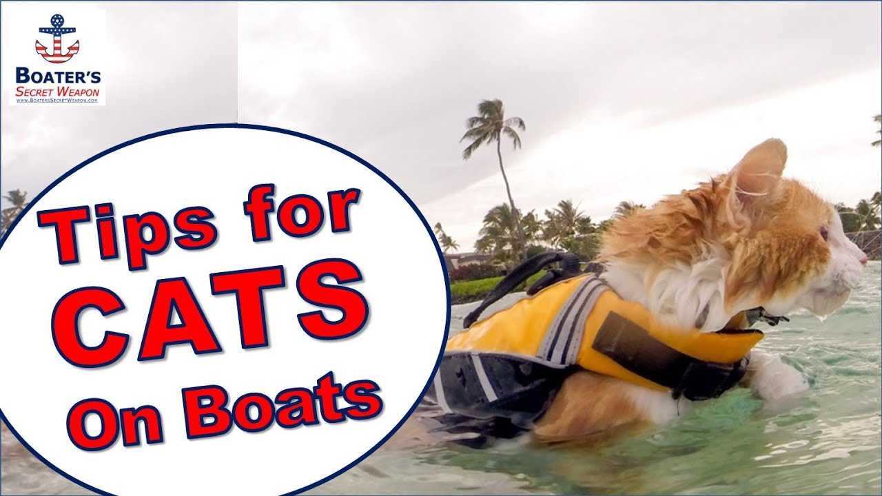 Tips for Boating with Your Cat - YouTube