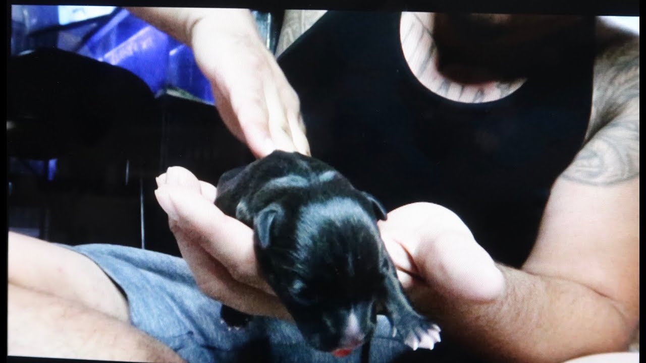 HUSBAND REVIVES DEAD PUPPY AT BIRTH!!!! - YouTube