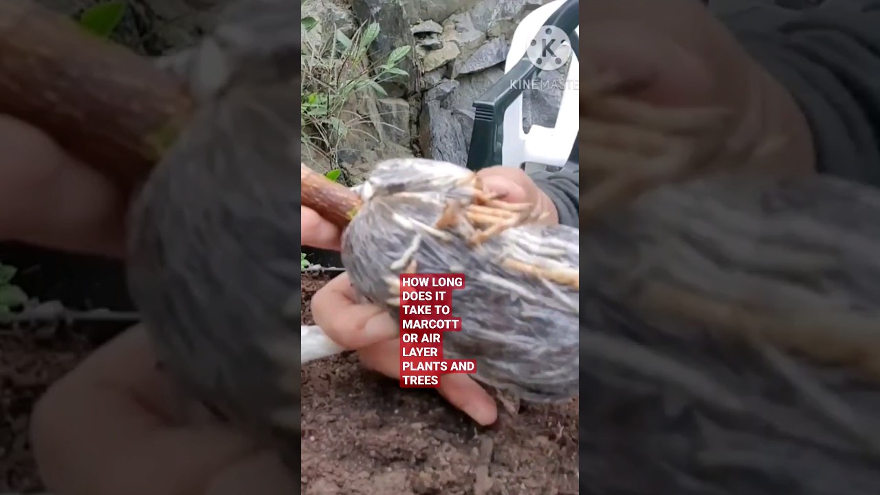 HOW LONG IT TAKES FOR MARCOTTED OR AIR LAYERED TREES OR PLANTS TO ROOT ...