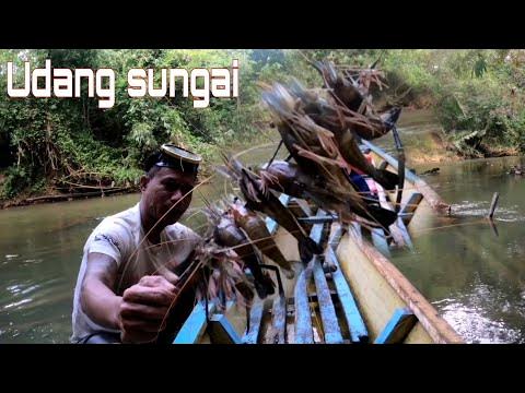 Terbaru Rezeki Di Sungai Kayan Berburu Udang galah (Ada Rezek hari ini #UdangBesar#UdangGalah ...