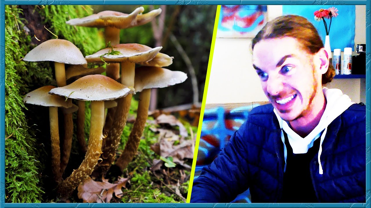 Tripping Balls On Shrooms! | Story #1 (Starbound) - YouTube