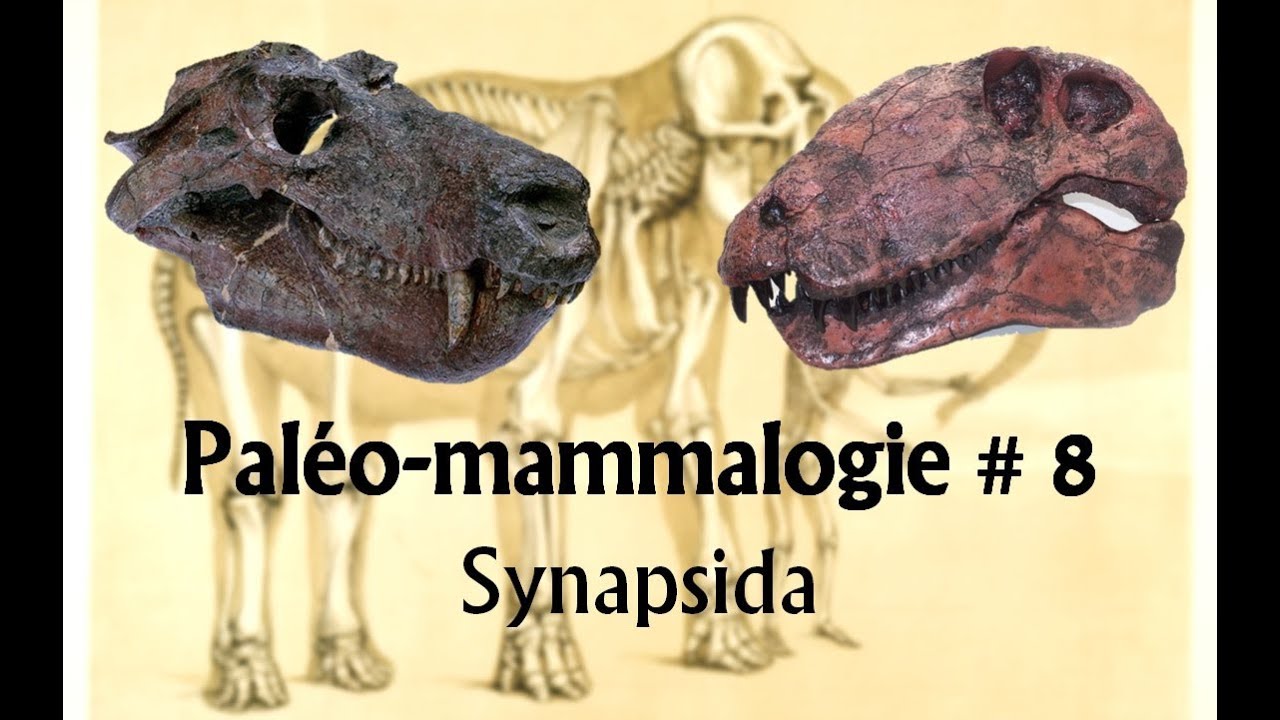 Paléomammalogie #8 Synapsida - YouTube