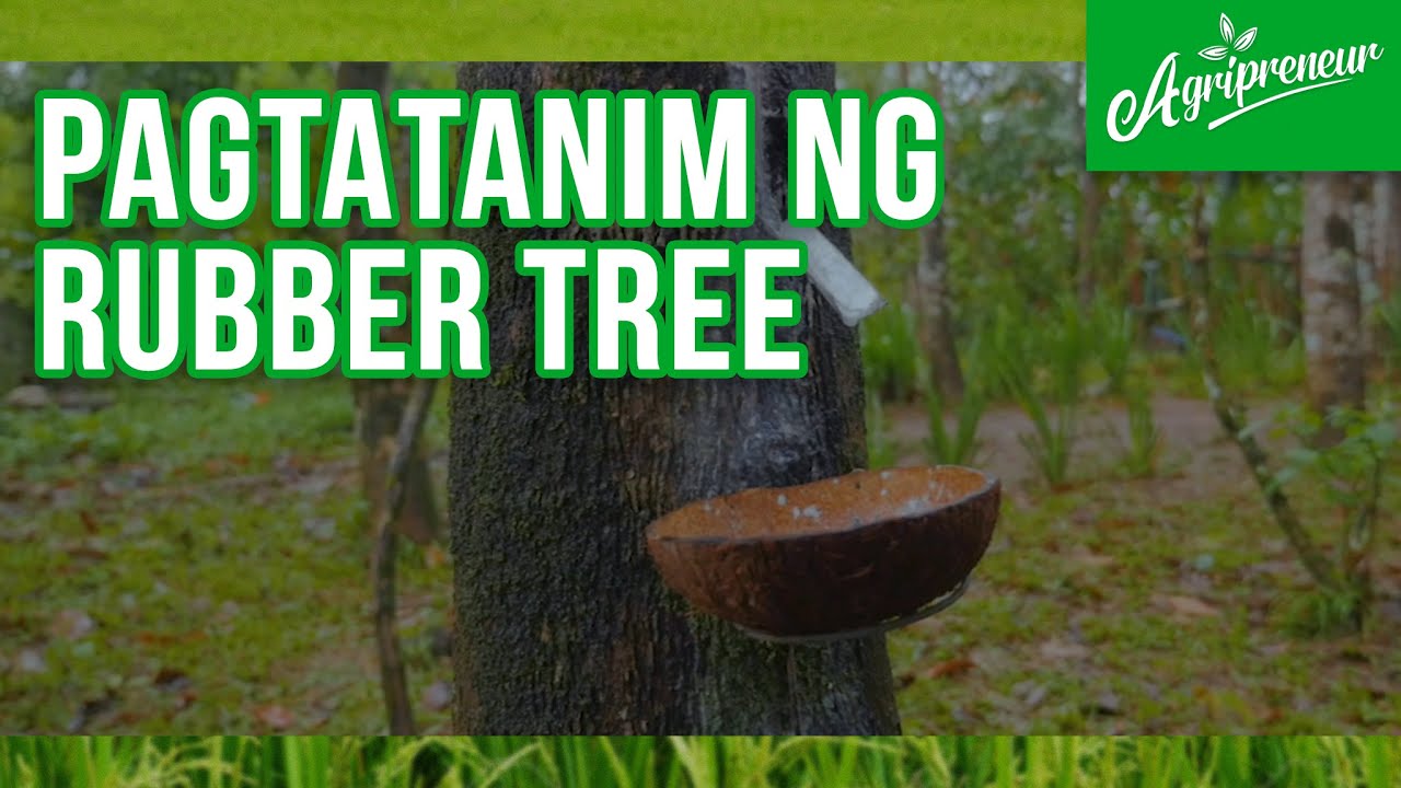 Pagtatanim ng Rubber Tree sa Nylove Integrated Farm - YouTube