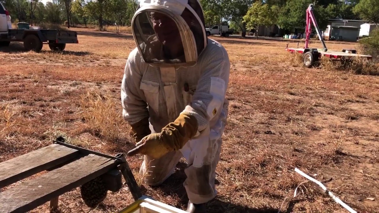Bee Swarm Capture into Beehive - YouTube