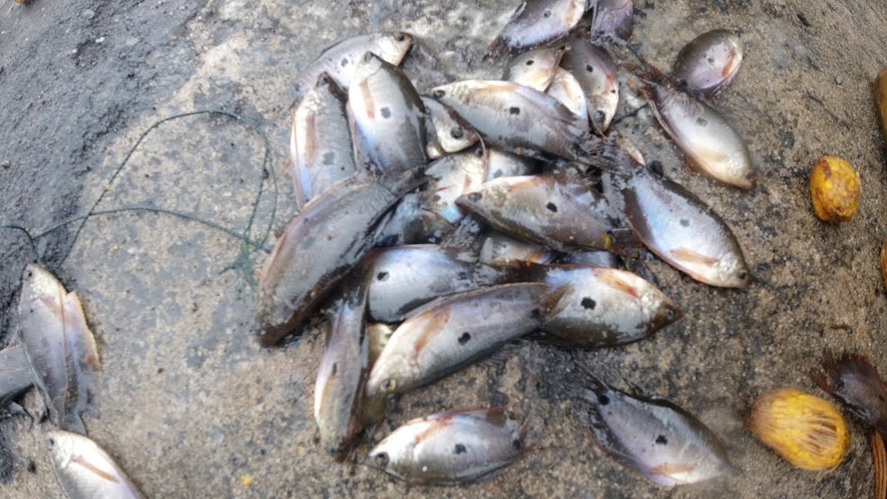 Spot Ikan Rawa Takkan Kecewa - YouTube