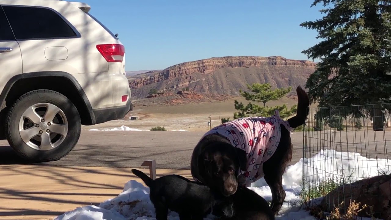 Koa' Puppies at 6 weeks - YouTube