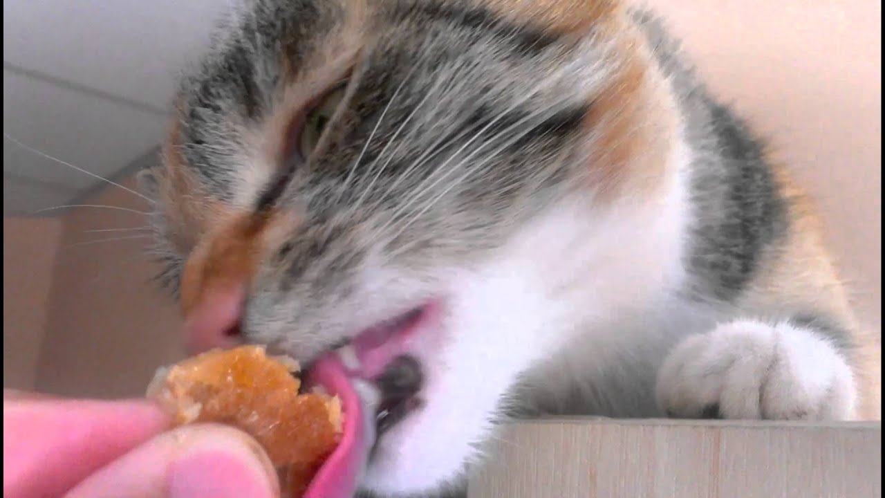 Stiv's cat - YouTube