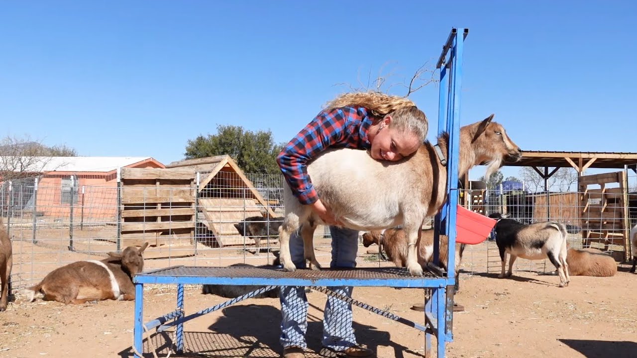 Feeling For Baby Goats! - YouTube