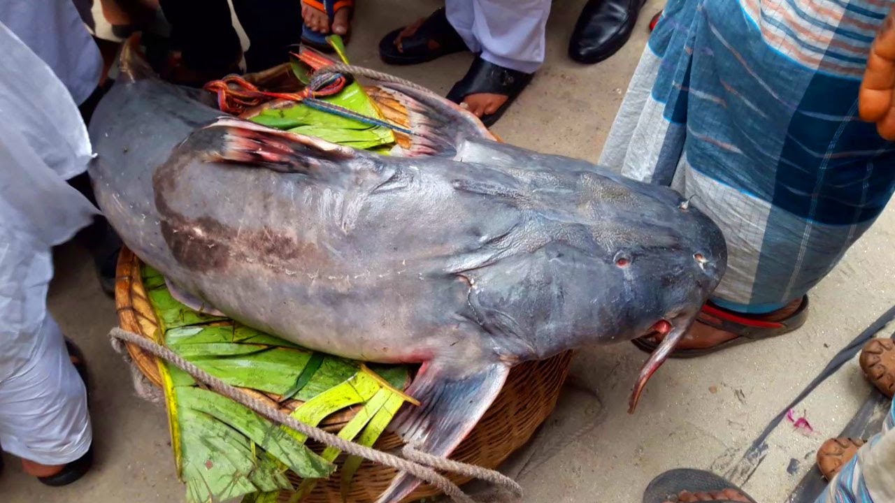 বিশাল আকৃতির বাঘা আইড় মাছ ।।Big Baghair Fish Cutting in Bangladesh ...
