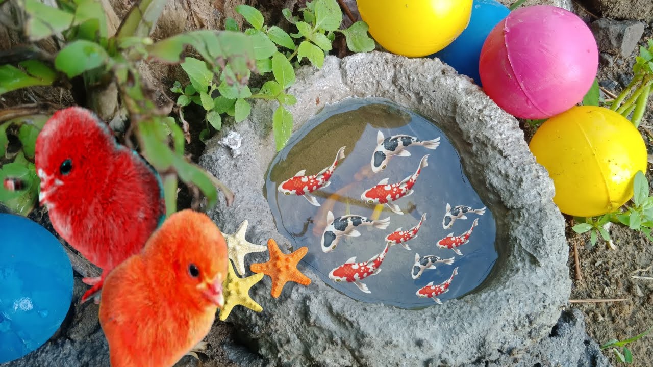 Wadidaw! Tangkap ikan komet, ikan molly balon, ikan cupang, ikan mas ...