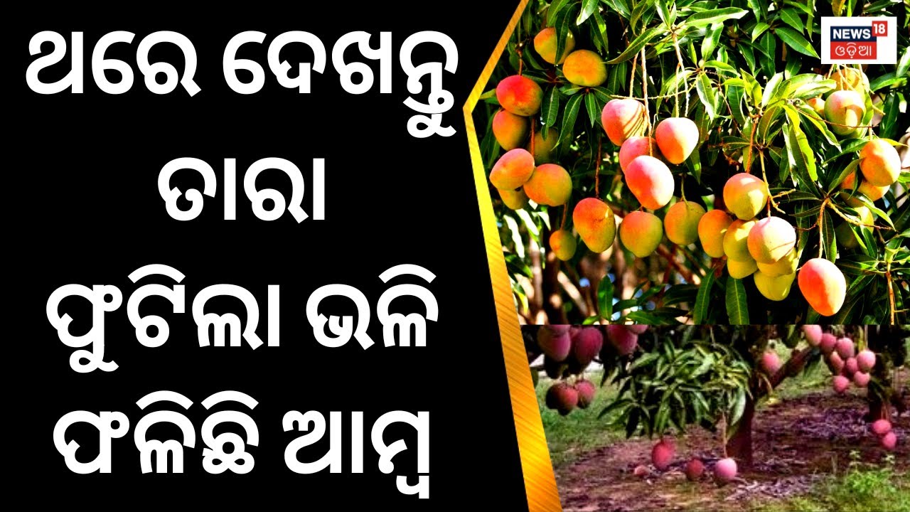 Mango Farming In Odisha | ତାରା ଫୁଟିଲା ପରି ଫଳିଛି ଆମ୍ବ, ଦେଖନ୍ତୁ ଏହି Video ...