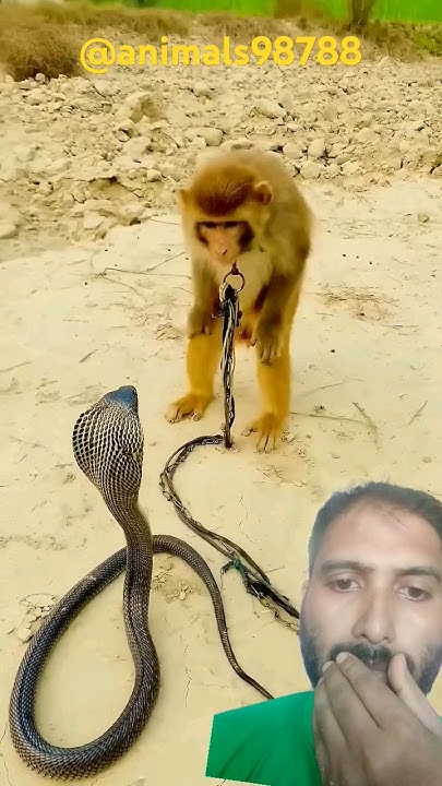 snake attack monkey shorts, snake with monkey fight, snake attack ...
