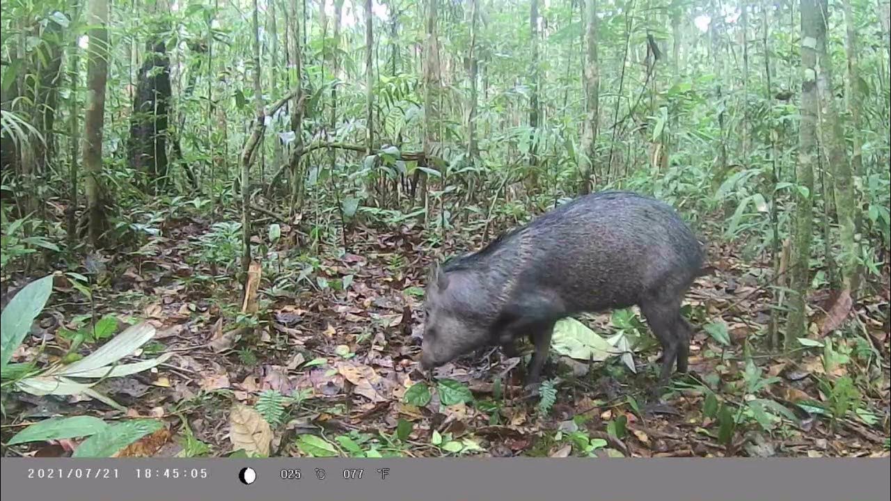 Friends of Rio - Amazon Rainforest - Camera Traps - 2023 -Collared ...