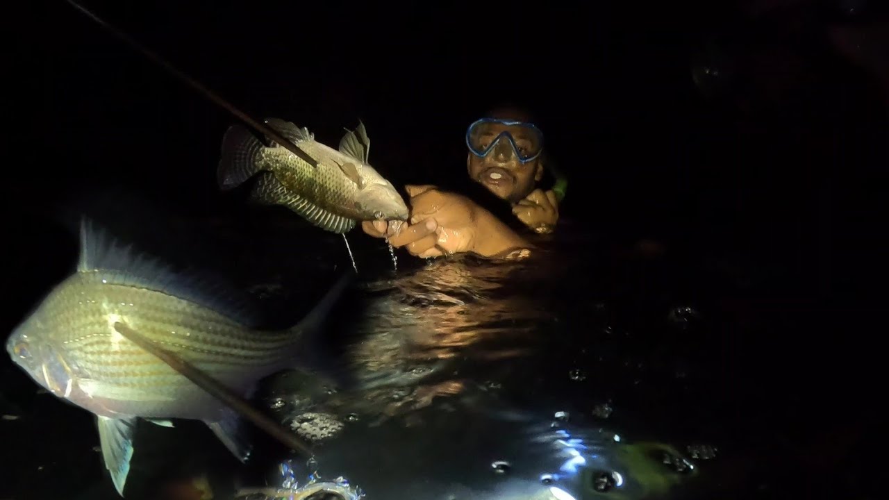 Late night hunting | spearfishing tilapia - YouTube