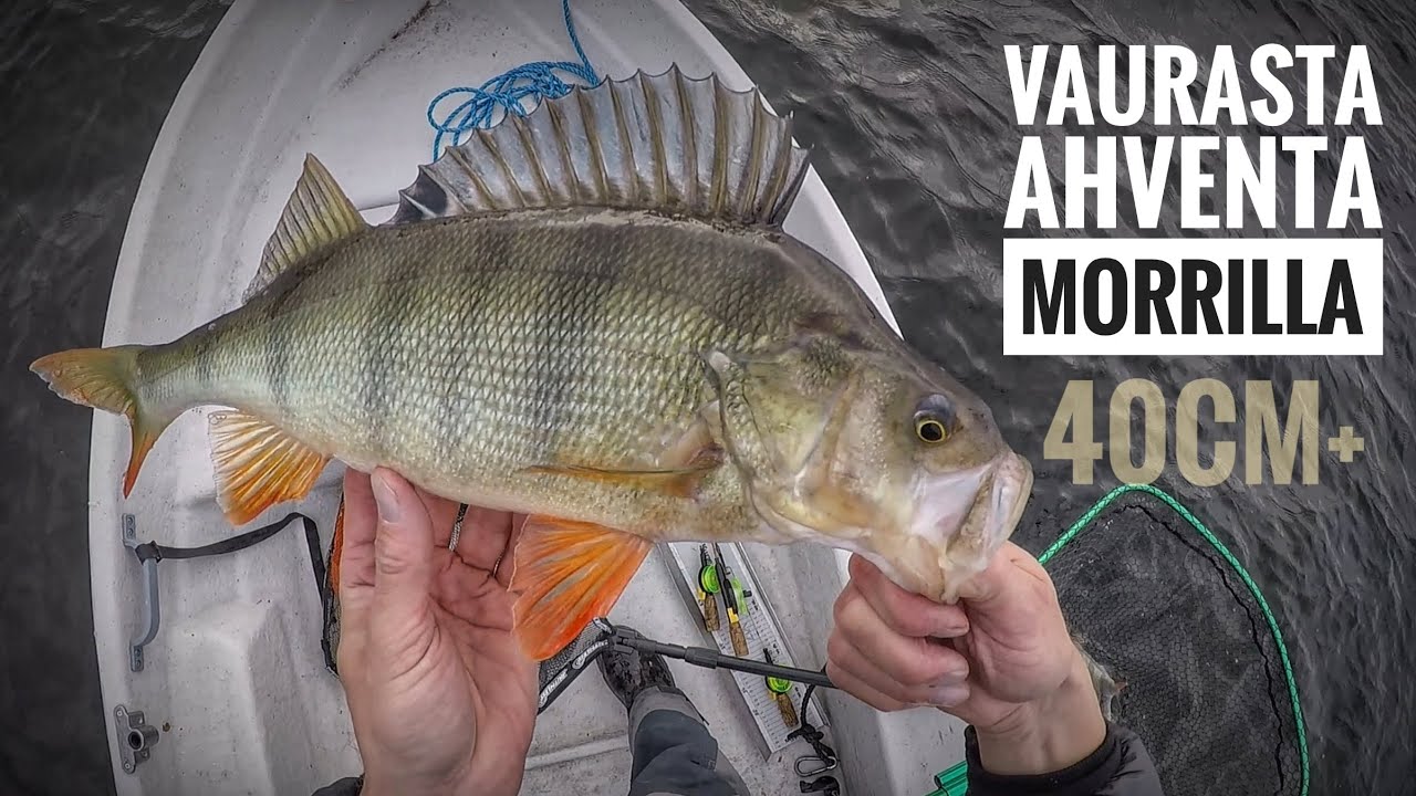 ISOA AHVENTA MORRILLA SYKSYISELTÄ SAIMAALTA - YouTube