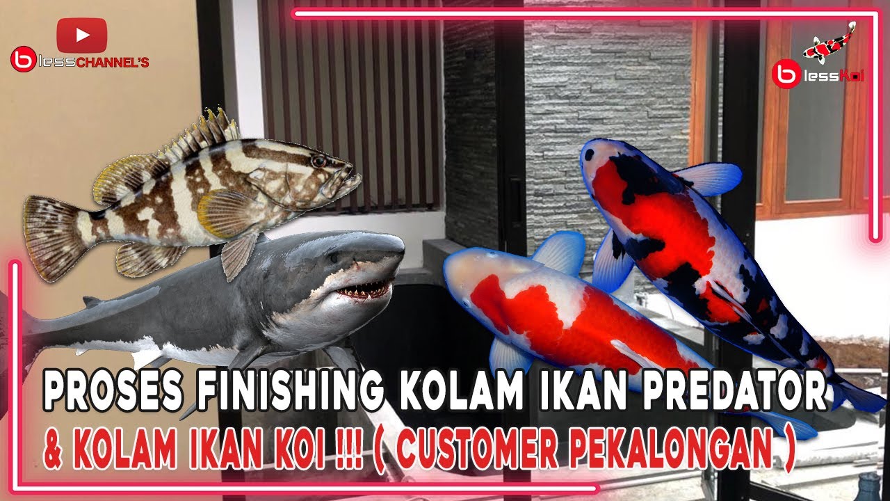 PROSES FINISHING KOLAM IKAN PREDATOR & KOLAM IKAN KOI ( CUSTOMER ...