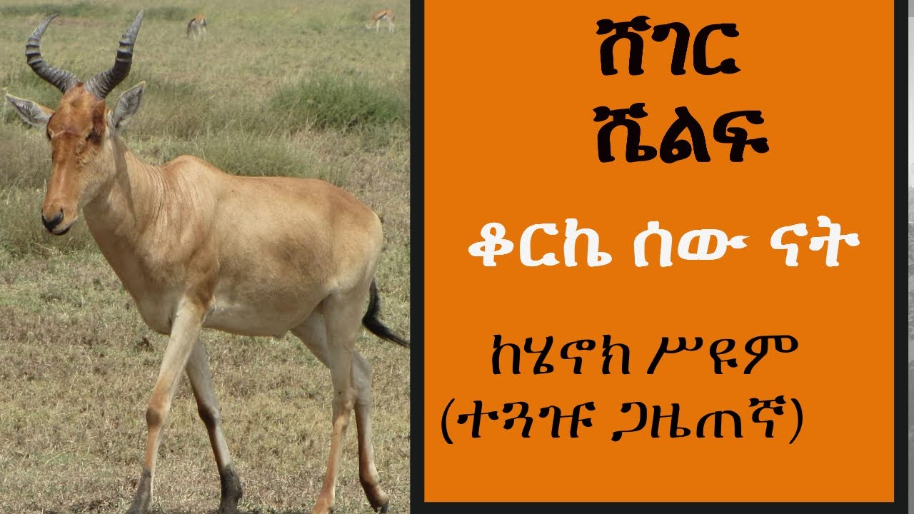 ሸገር ሼልፍ - ቆርኬ ሰው ናት - ከሄኖክ ሥዩም (ተጓዡ ጋዜጠኛ) Sheger Shelf On Sheger FM ...