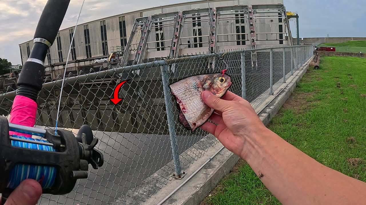I Caught The Pumping Station MONSTER... AGAIN?! (did it grow?) - YouTube