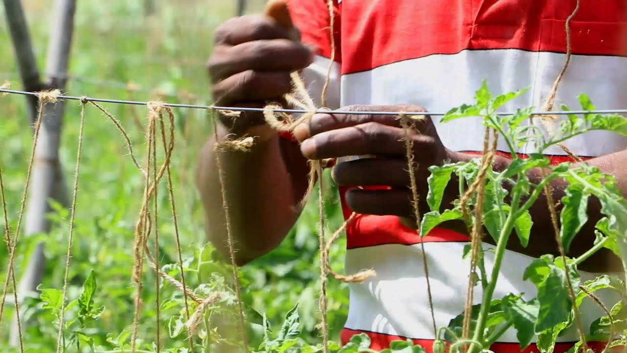 Staking tomato plants (summary) - YouTube