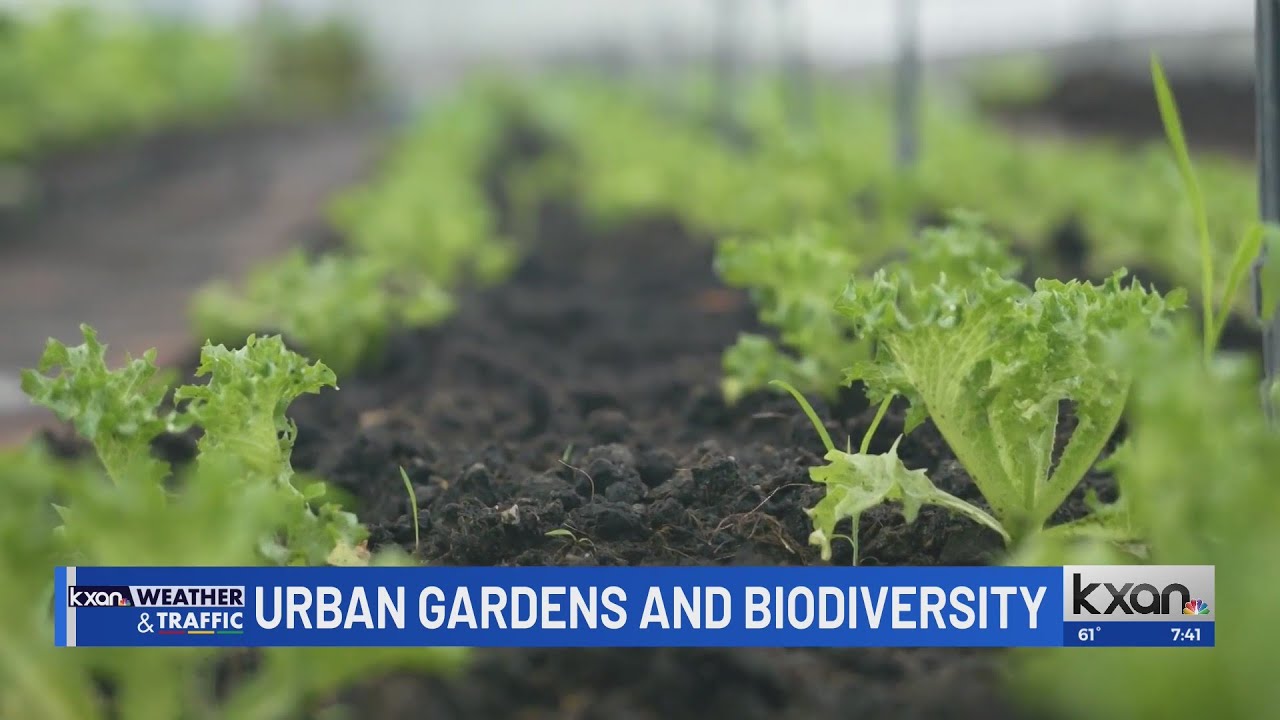 How urban gardens improve biodiversity - YouTube