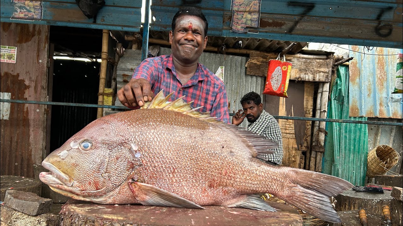 KORALI FISH 🐟 KASIMEDU FISH CUTTING SKILLS -#kasimedufisherman - YouTube