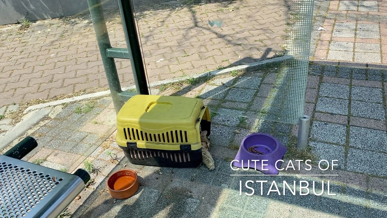 Stray Cat Living at a Bus Stop 🚌😻 - YouTube